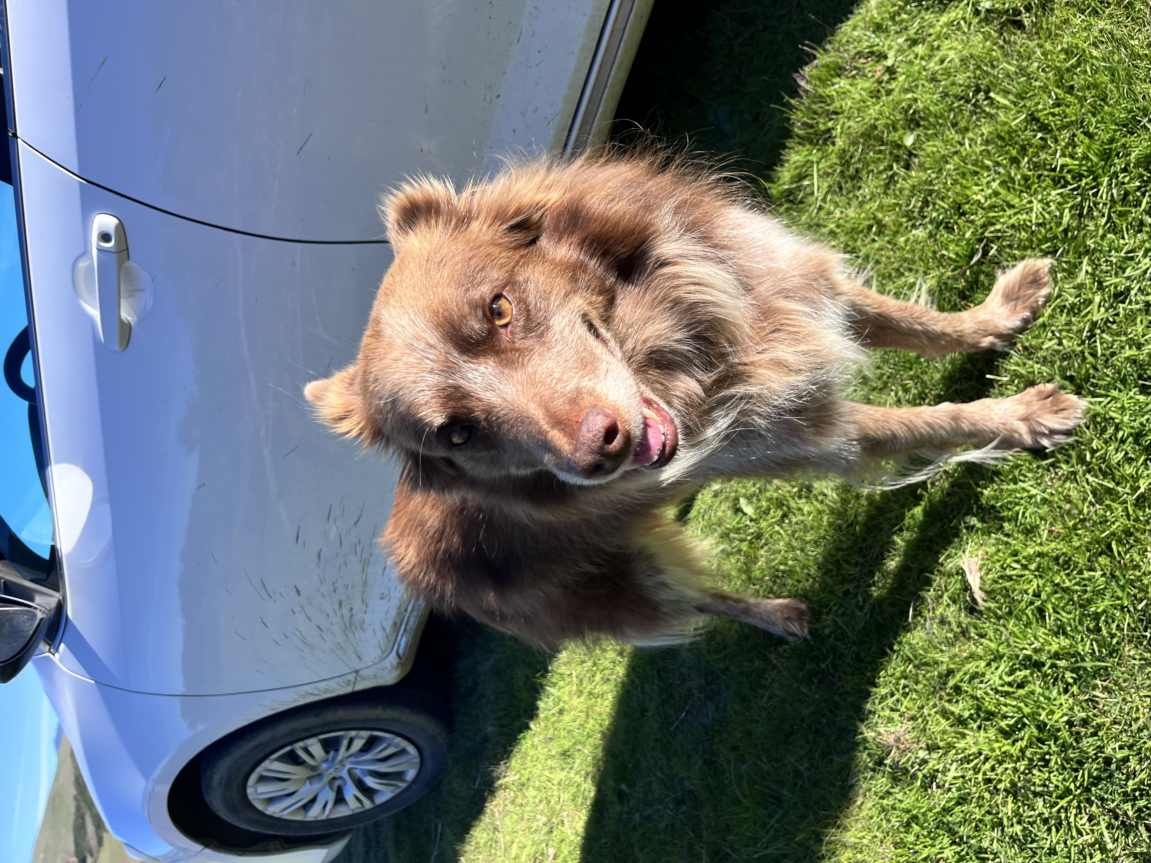 SLO Pet Hub - San Luis Obispo County's Pet Community
